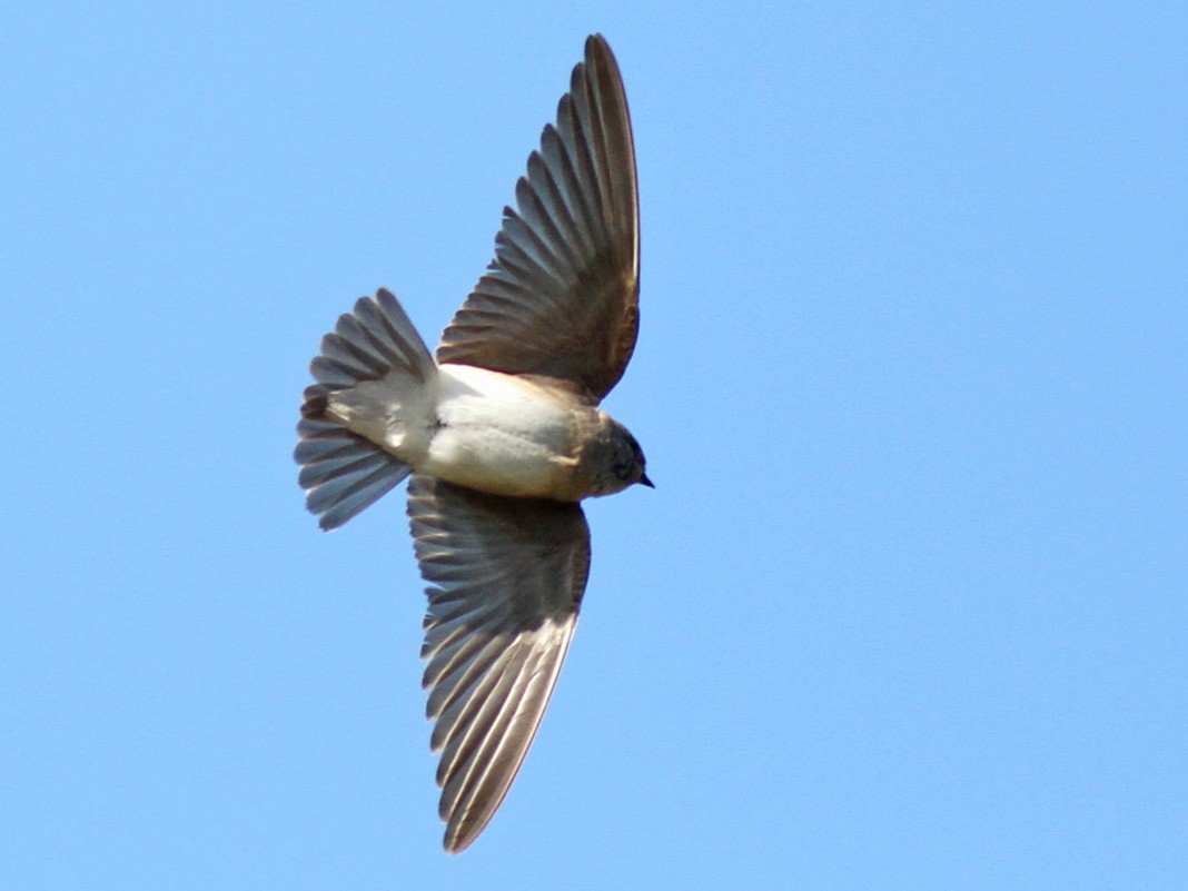 Plain Martin - eBird