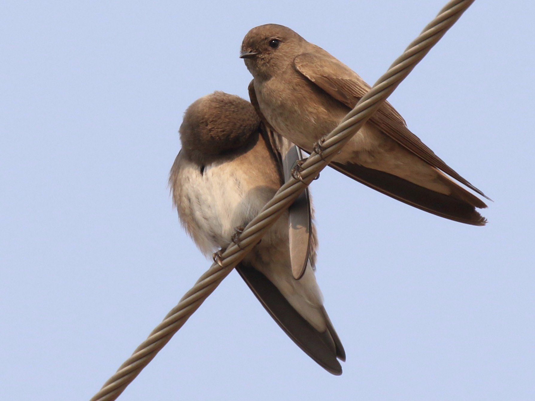Plain Martin - eBird