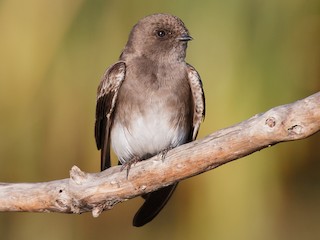 Plain Martin - Riparia paludicola - Birds of the World