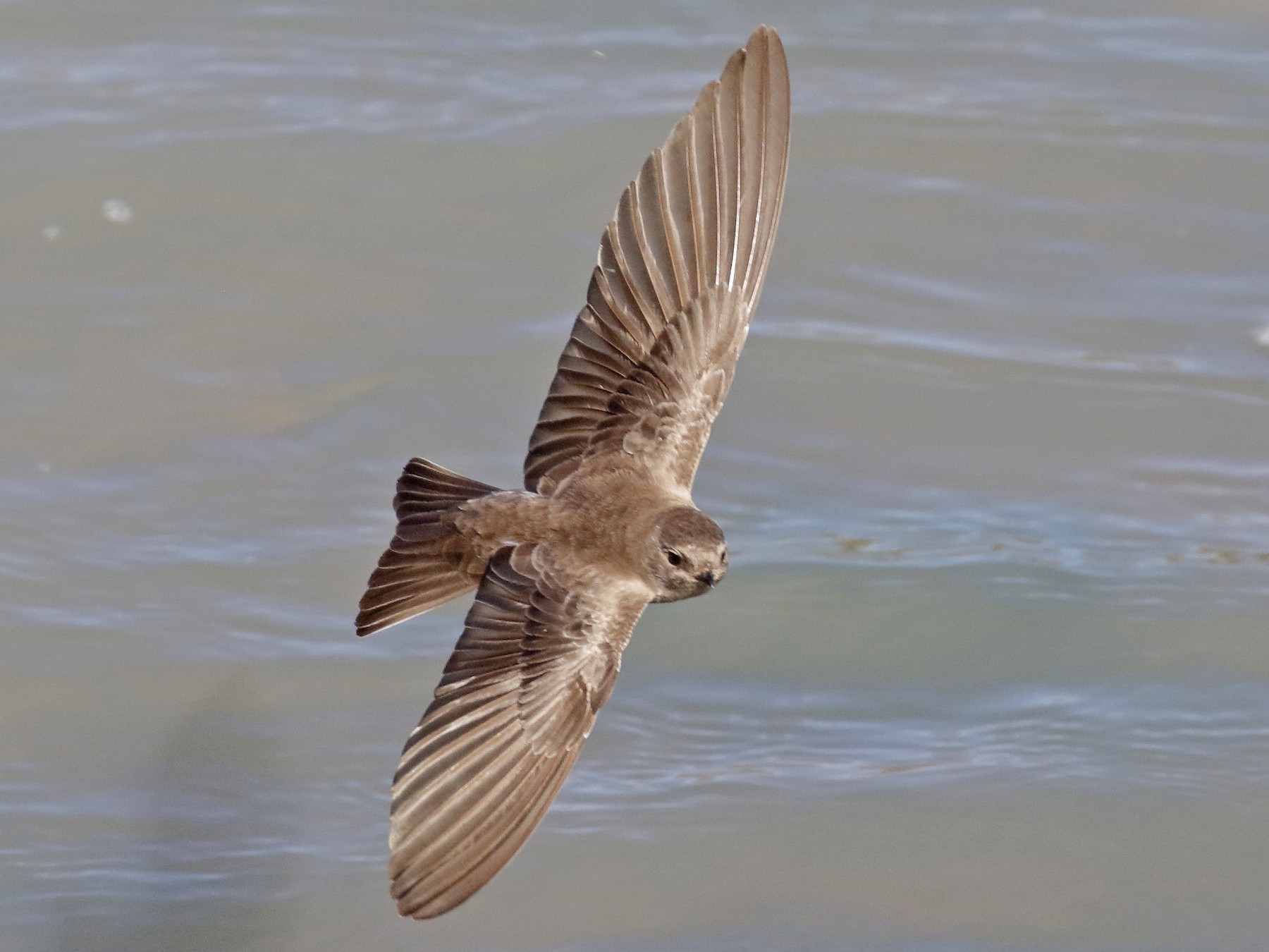 Plain Martin - eBird