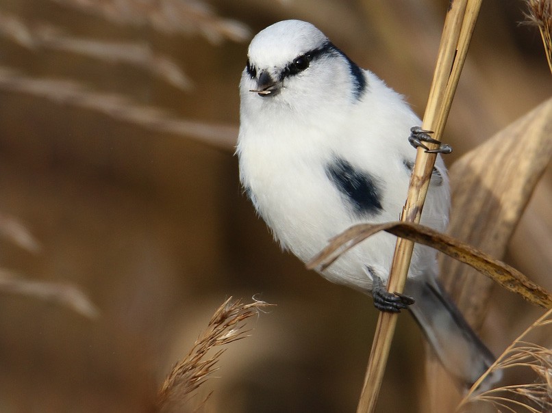 Azure Tit - eBird