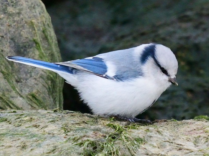 Azure Tit - eBird