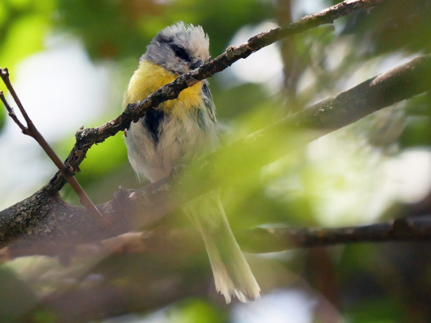Azure Tit - eBird