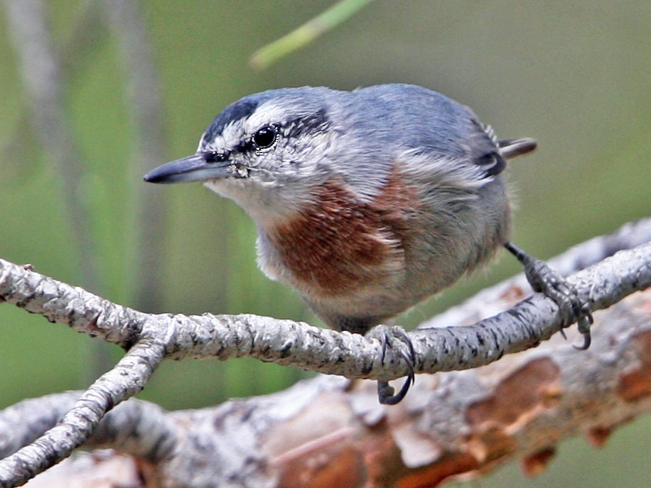Krüper's Nuthatch - eBird