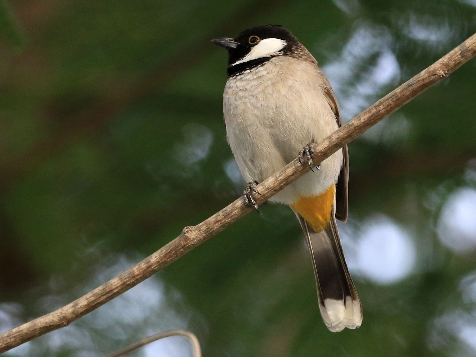 White-eared Bulbul - eBird