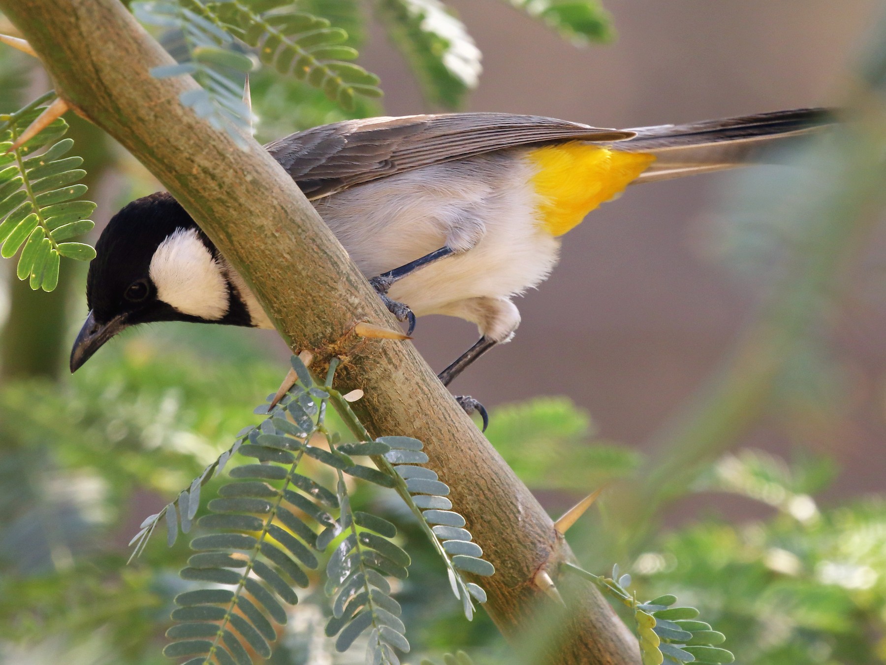 White-eared Bulbul - eBird