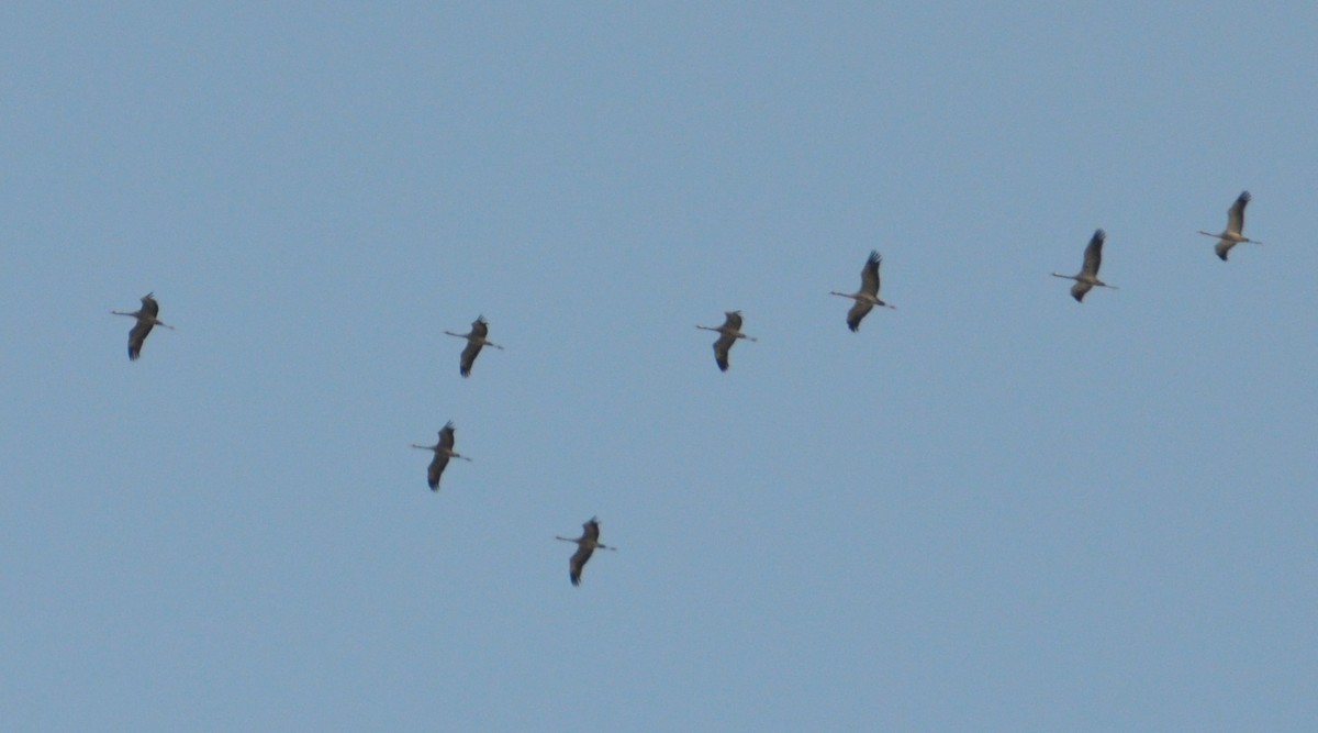 eBird Checklist - 6 Mar 2019 - Kfar Etzion Gan - 8 species