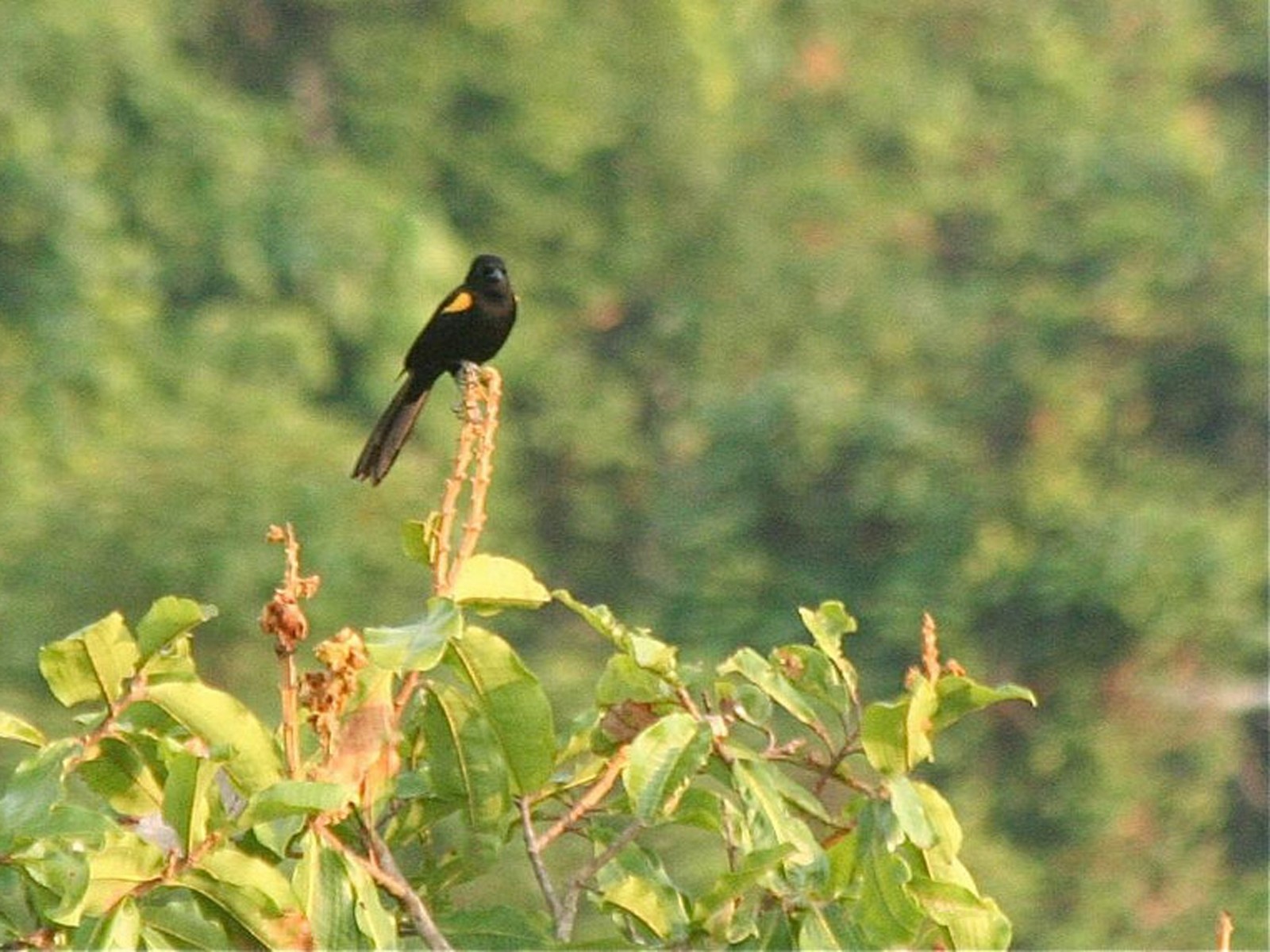 Epaulet Oriole - eBird
