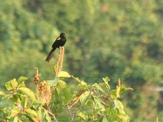 Epaulet Oriole - eBird