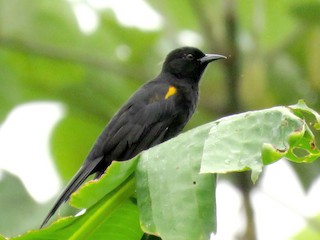 Epaulet Oriole - eBird