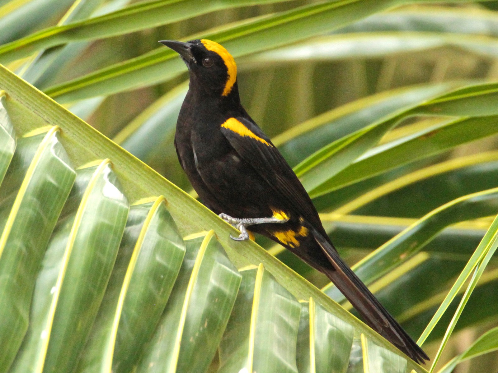 Epaulet Oriole - eBird