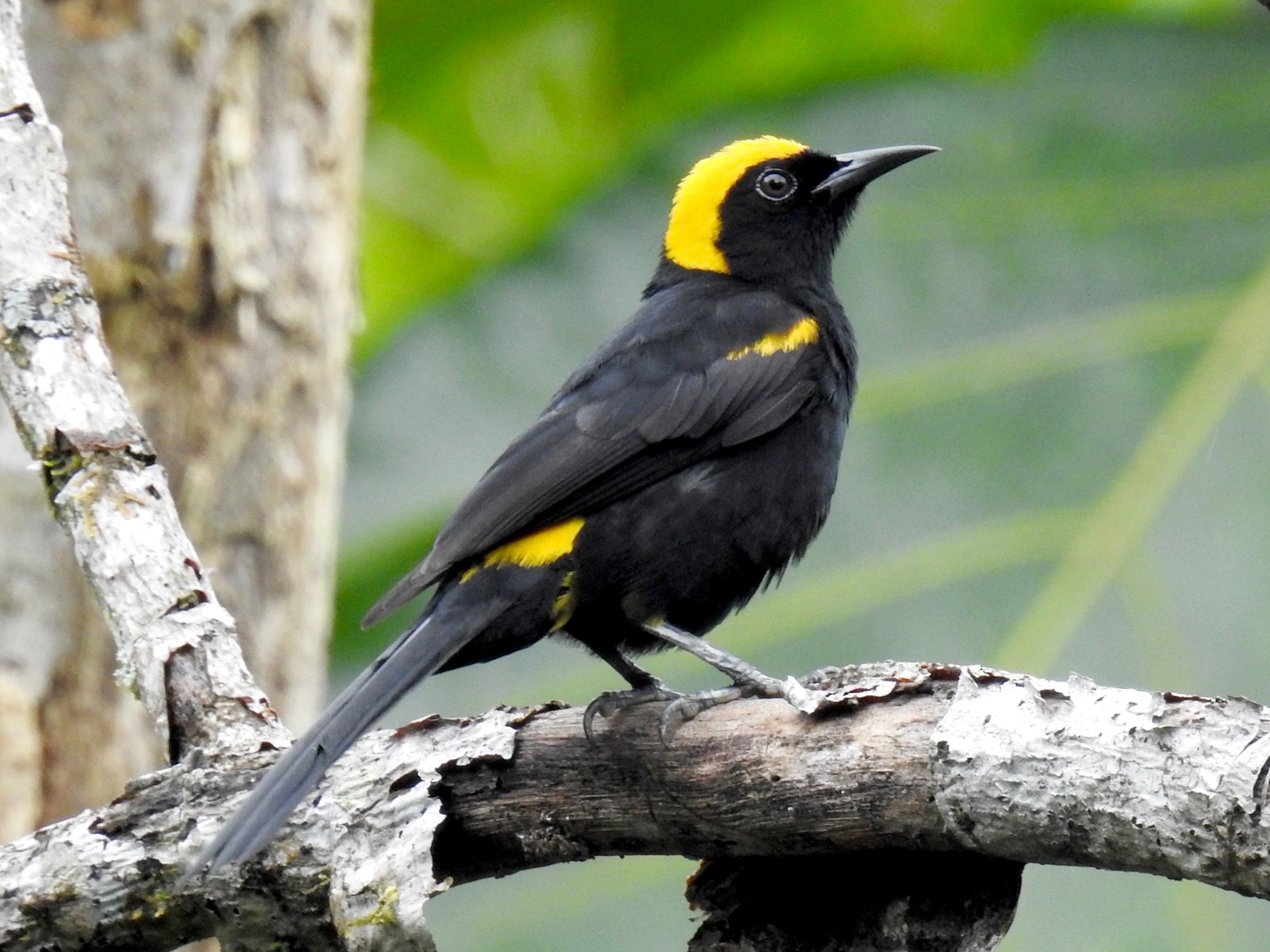 Epaulet Oriole - eBird