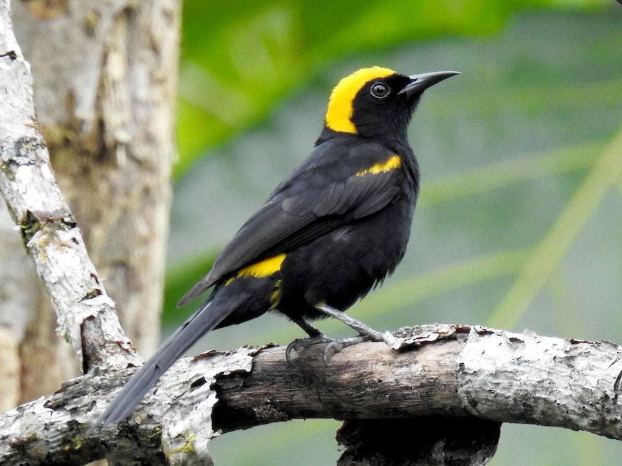 Epaulet Oriole - eBird