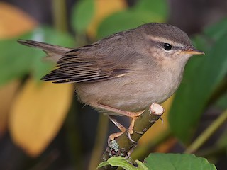 Dusky Warbler - Phylloscopus fuscatus - Birds of the World