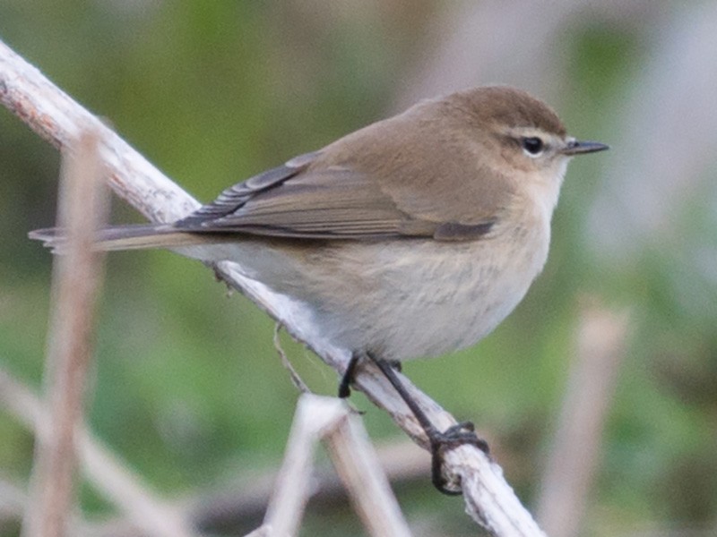 Mountain Chiffchaff - eBird