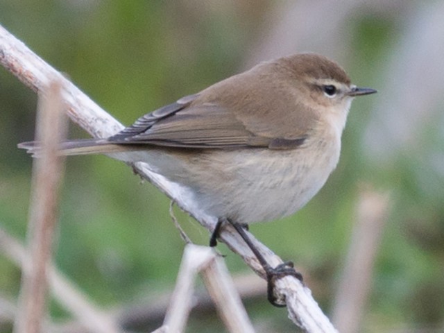 Photos - Mountain Chiffchaff - Phylloscopus sindianus - Birds of the World