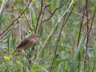 Mountain Chiffchaff - eBird