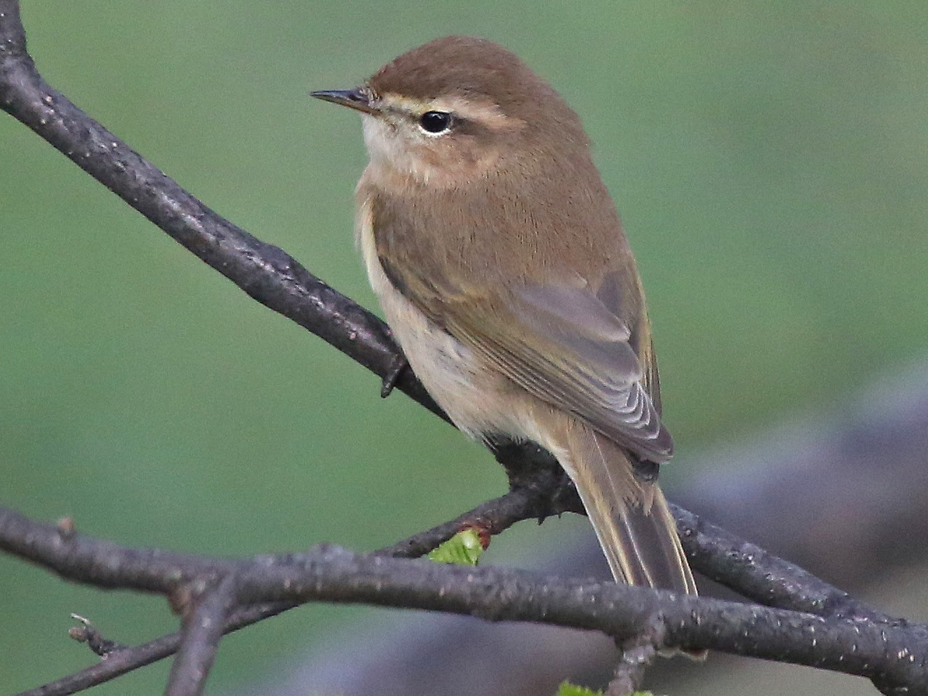 Mountain Chiffchaff - eBird