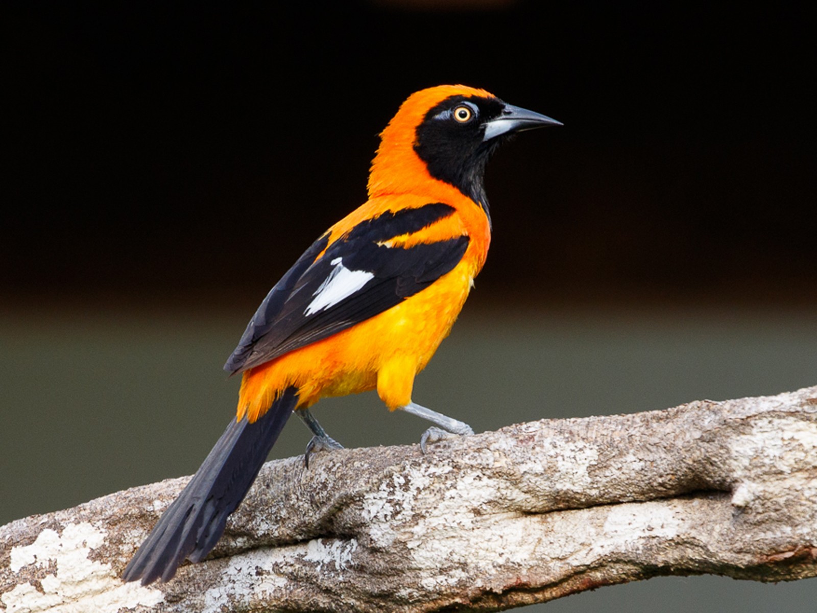 Orange-backed Troupial - eBird