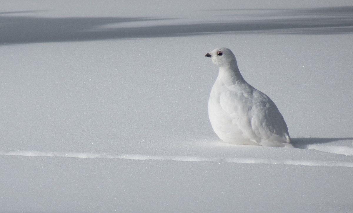 eBird Checklist - 6 Mar 2019 - Banff National Park - Paradise Valley ...