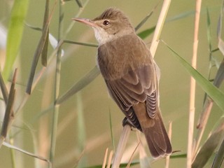 Basra Reed Warbler - eBird
