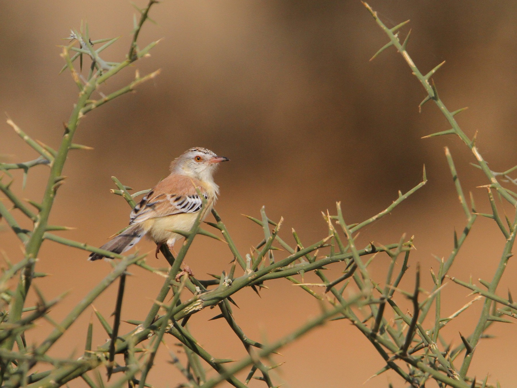 Cricket Longtail - eBird