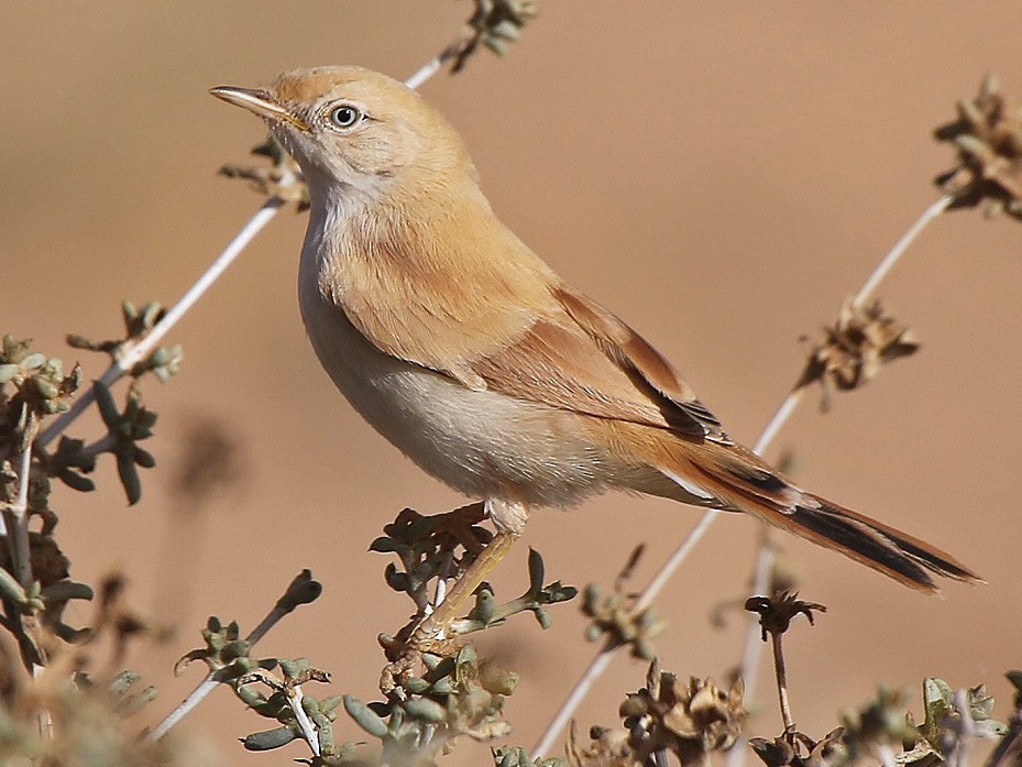 African Desert Warbler - eBird