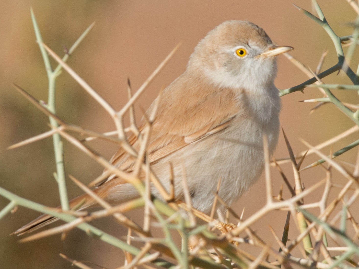Sahara Desert Birds