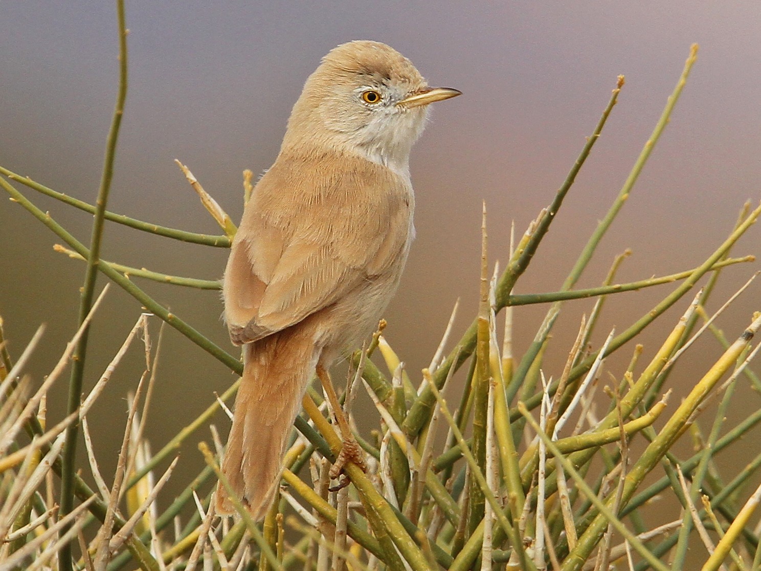 African Desert Warbler - eBird