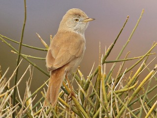 Sahara Desert Birds