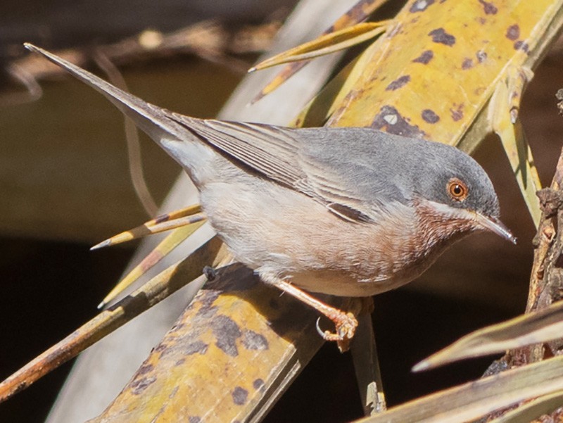 Curruca Tirrénica - eBird