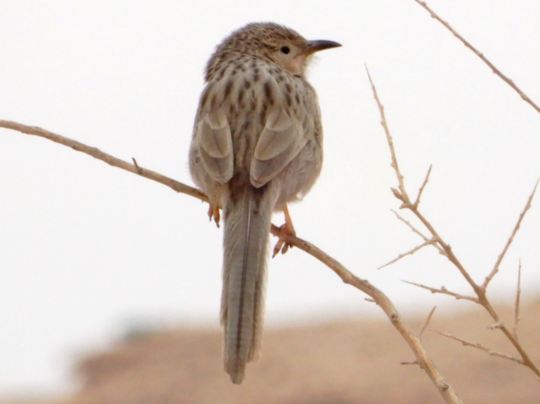 Iraq Babbler - eBird