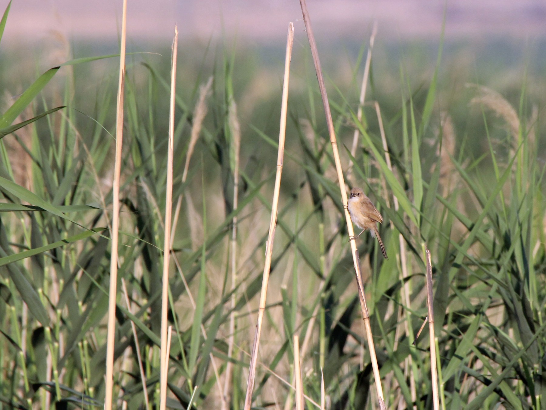 Iraq Babbler - eBird