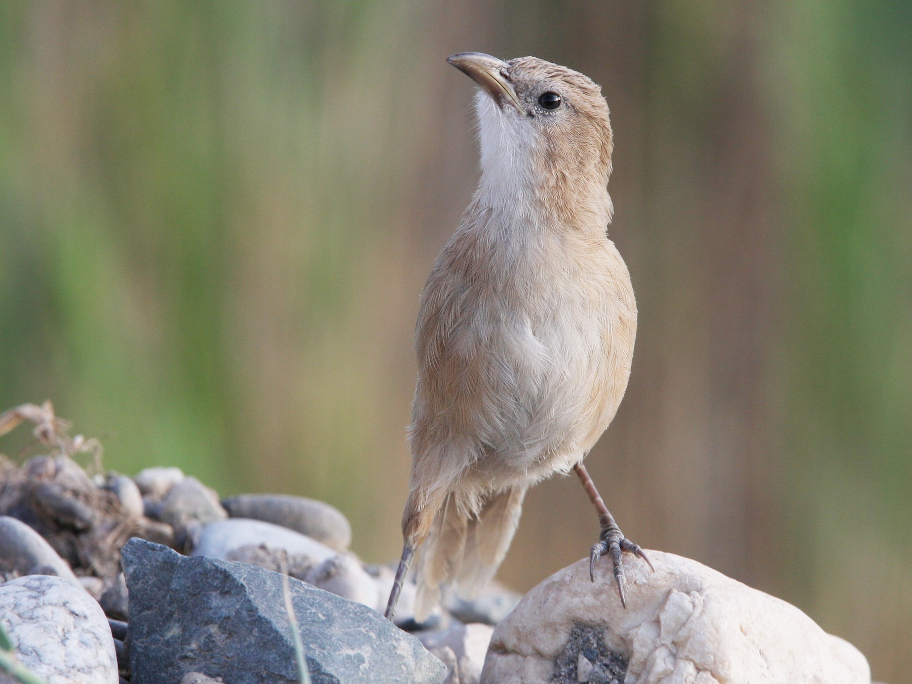 Iraq Babbler - eBird