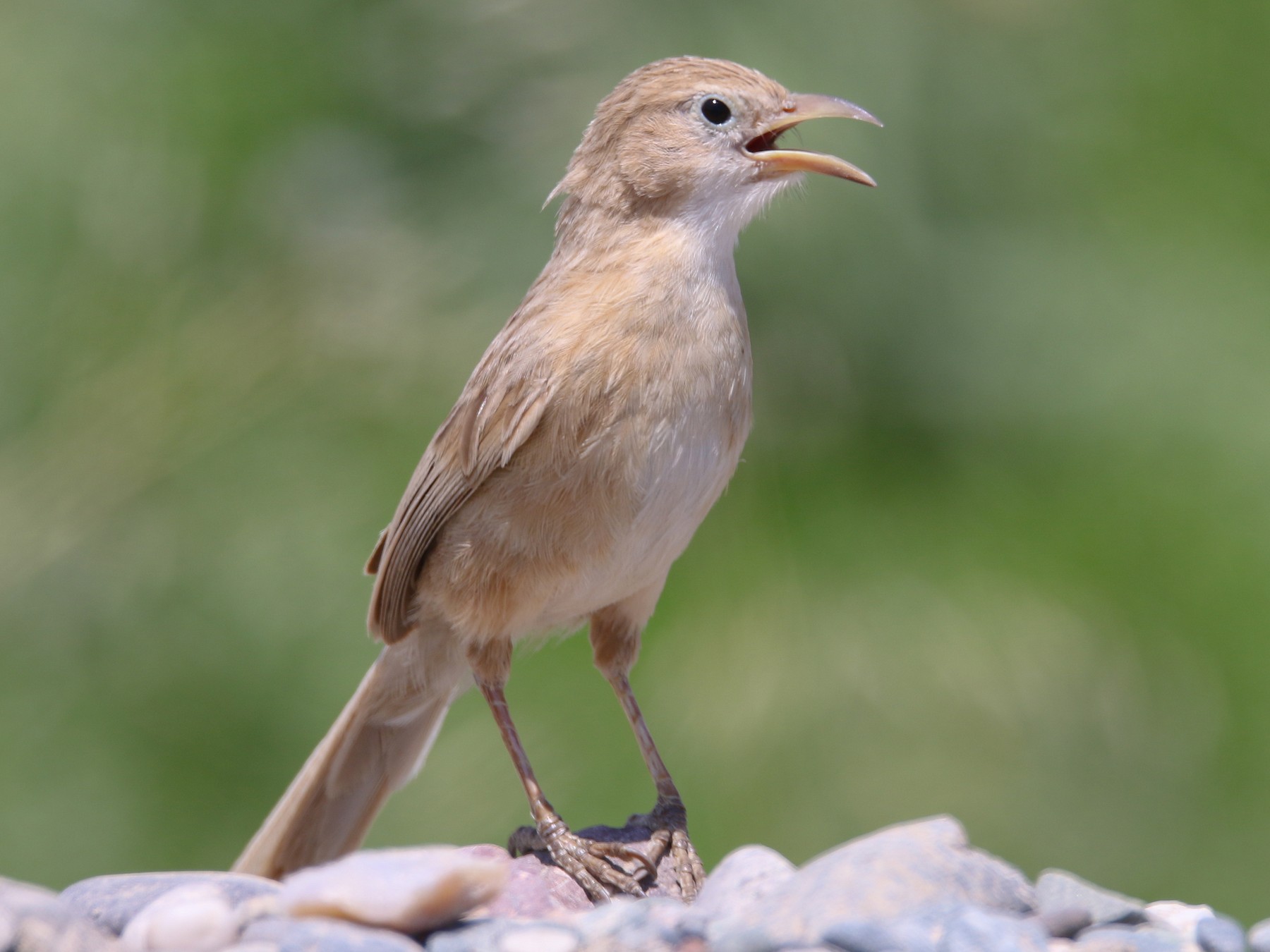 Iraq Babbler - eBird