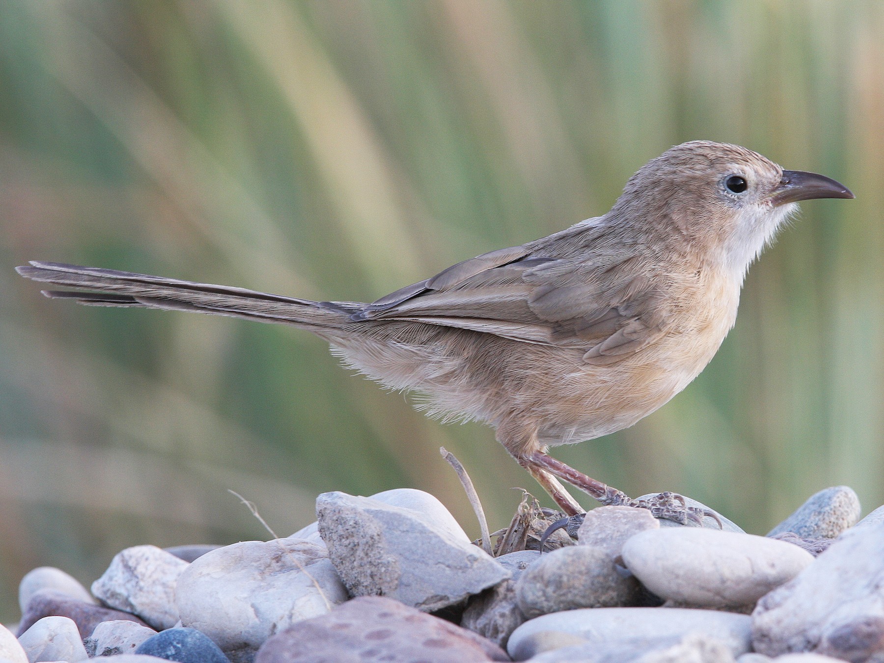 Iraq Babbler - eBird