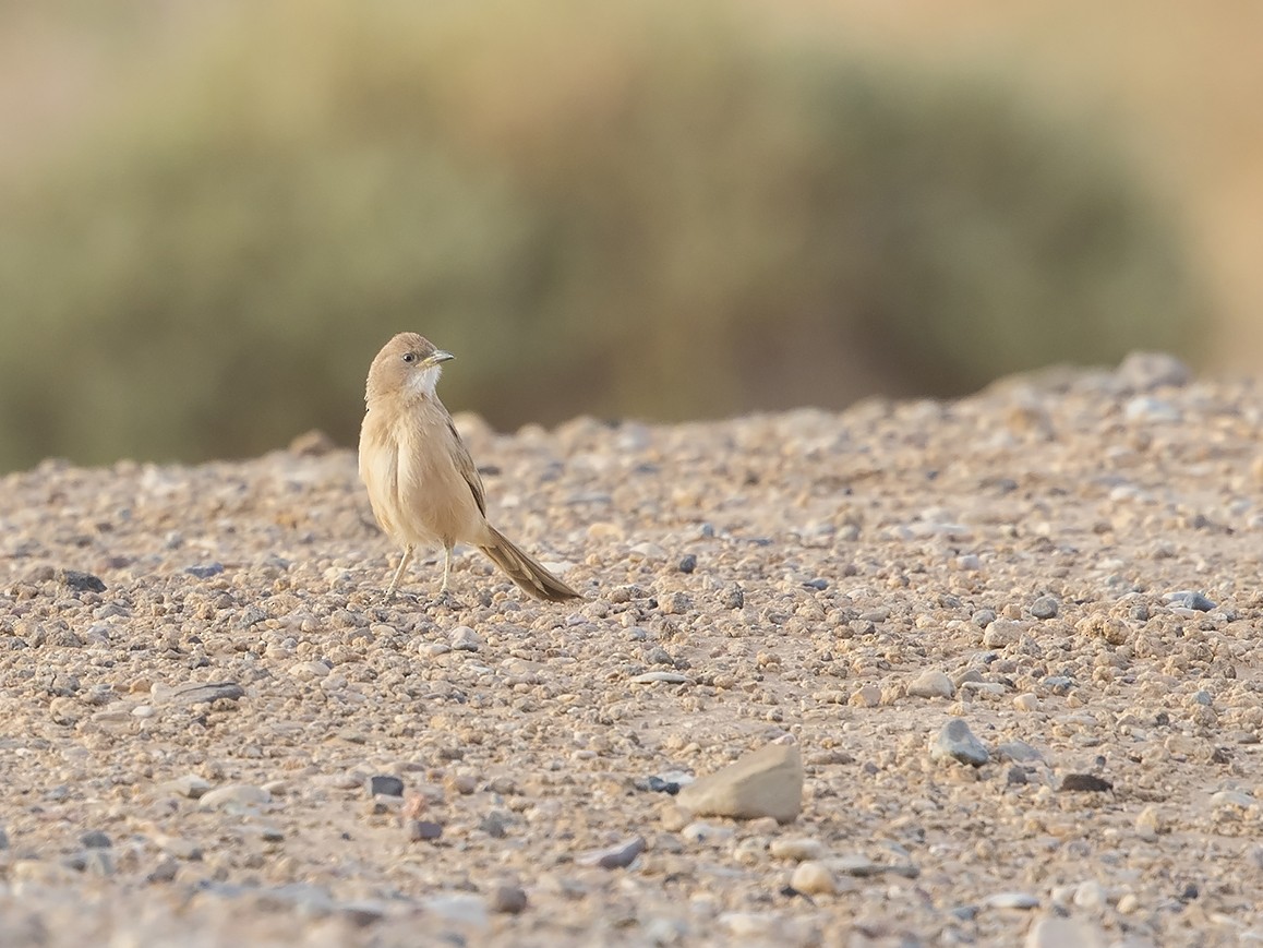 Fulvous Chatterer - eBird