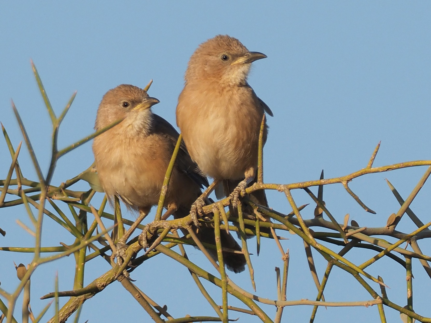 Fulvous Babbler - eBird