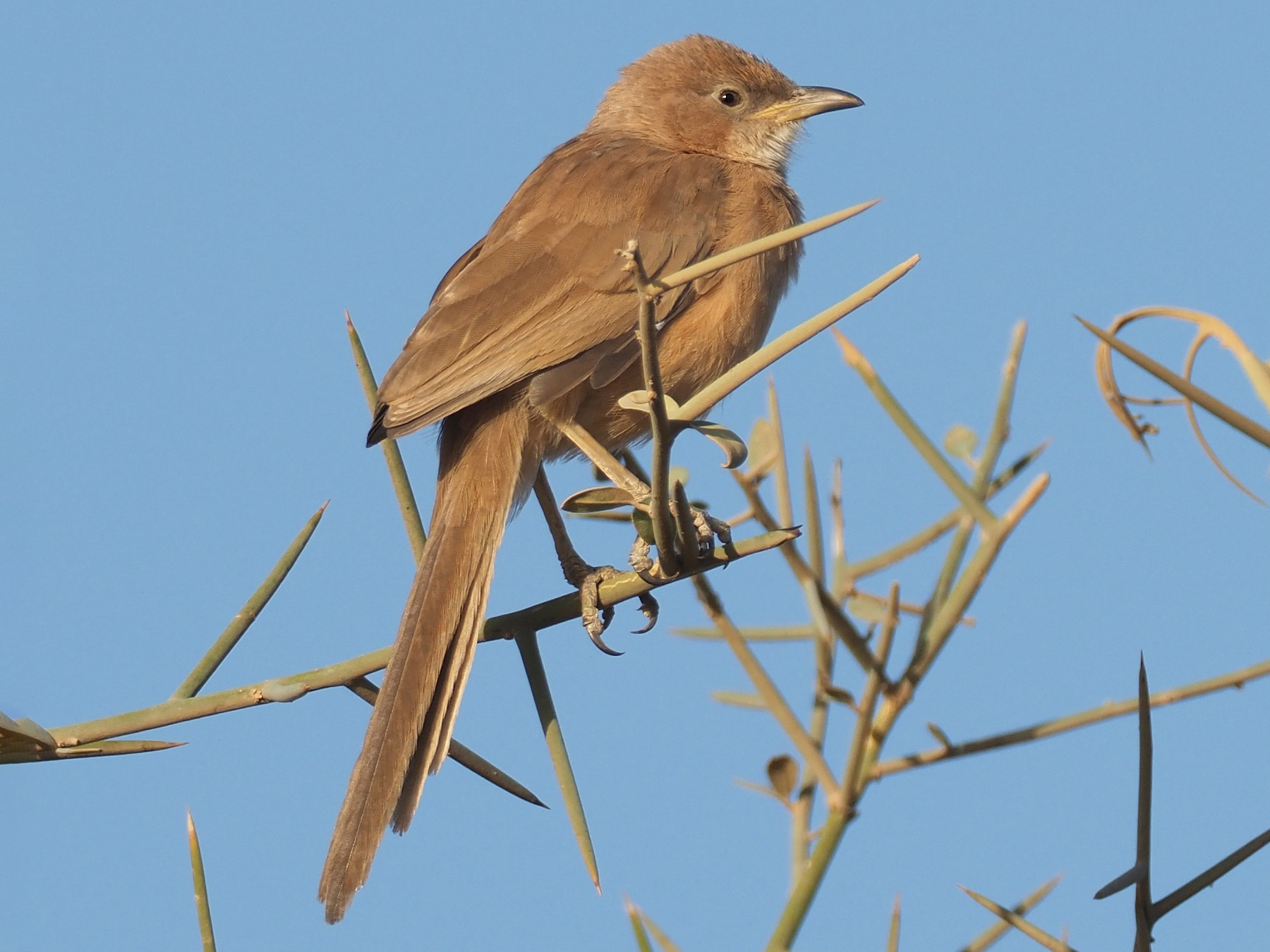 Fulvous Chatterer - eBird