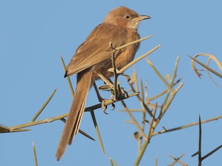 Fulvous Chatterer - eBird