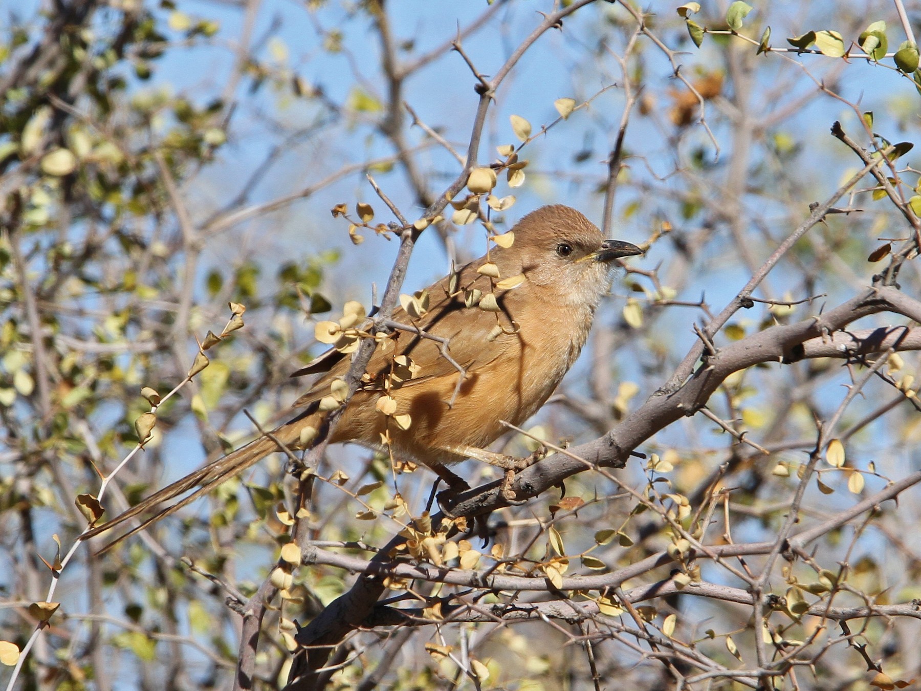 Fulvous Chatterer - eBird