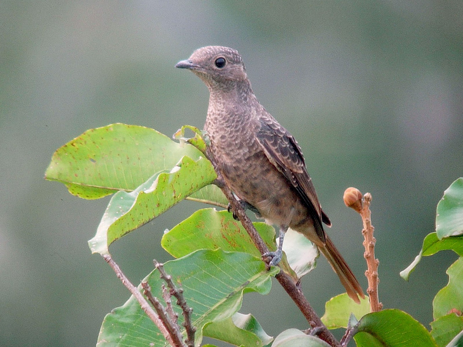 Spangled Cotinga - eBird