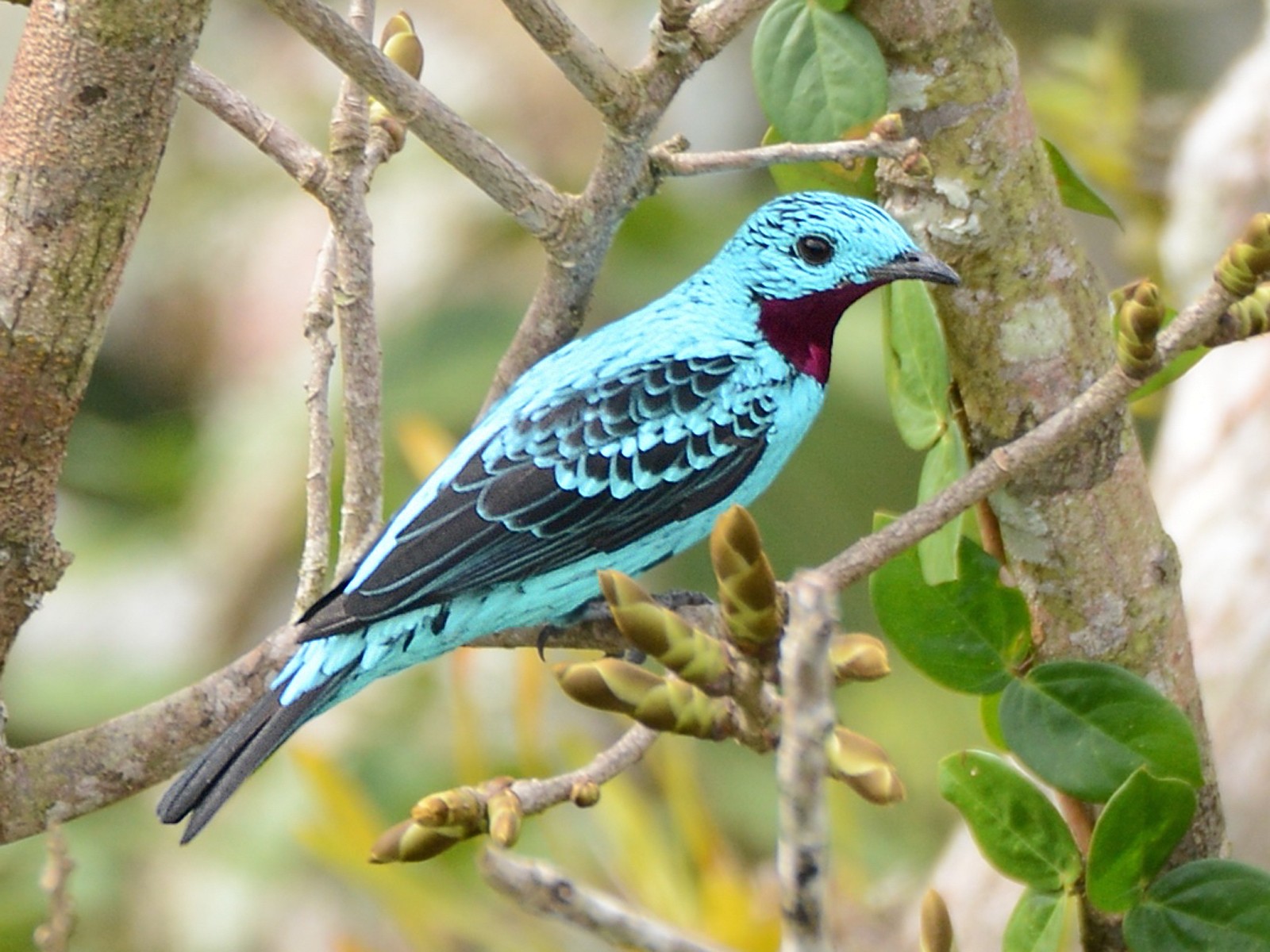 Spangled Cotinga - eBird