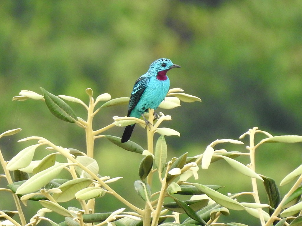 Spangled Cotinga - eBird