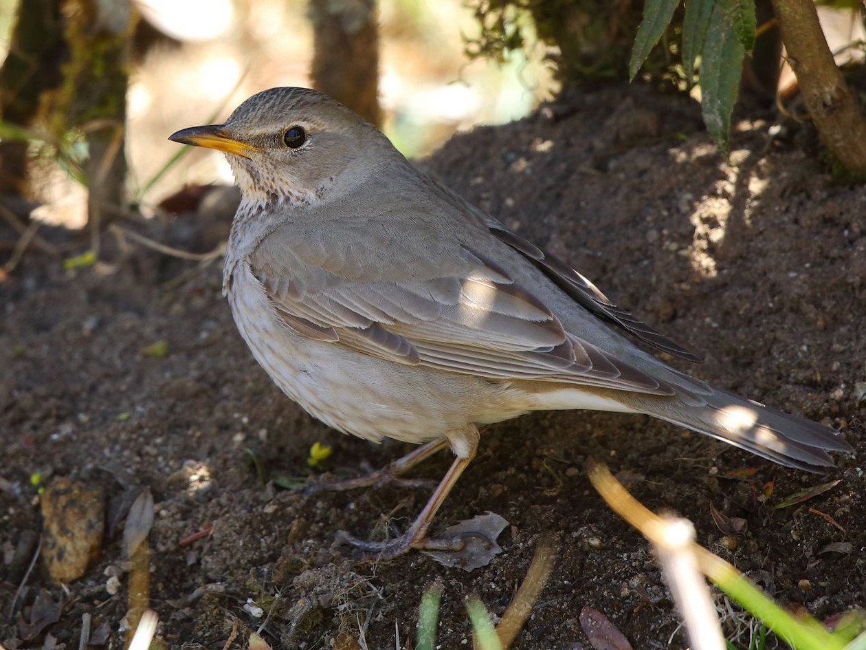 Black-throated Thrush - eBird