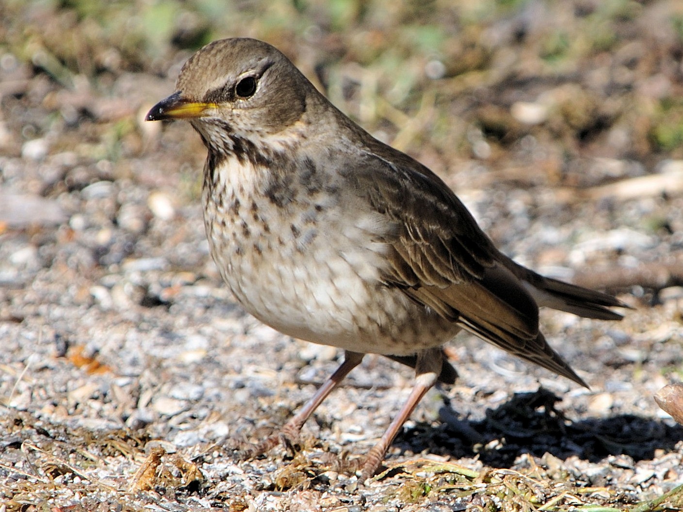 Black-throated Thrush - eBird