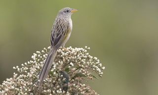 Wedge-tailed Grass-Finch - Emberizoides herbicola - Birds of the World