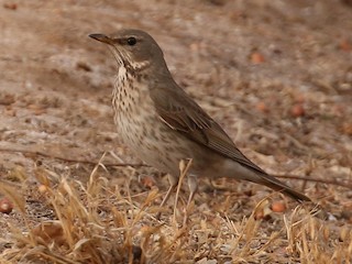 Red-throated Thrush - eBird