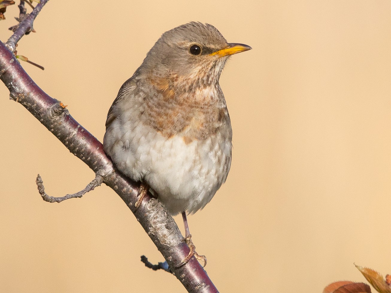 Red-throated Thrush - eBird Portugal