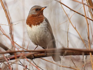 Red-throated Thrush - eBird